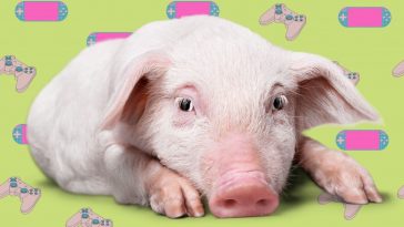 Pigs can play videogames - study | NoypiGeeks
