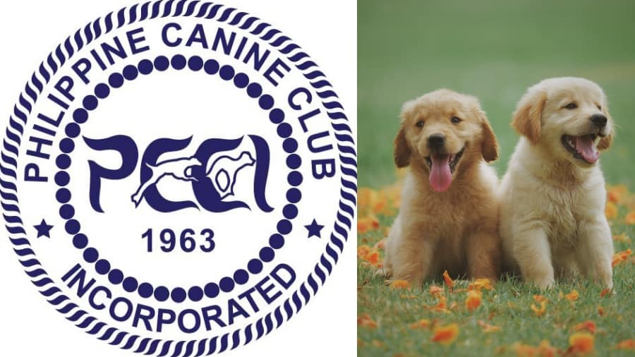 How To Register Your Dog To The PCCI NoypiGeeks How To Register Your Dog To The PCCI NoypiGeeks